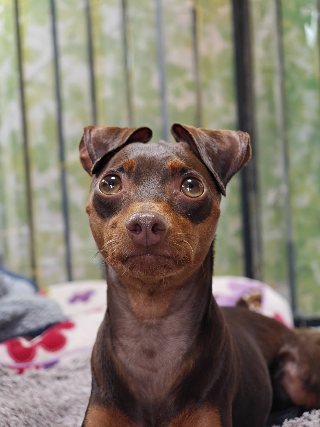 HiromiGoのコンサート | Mami Kingetsu official website